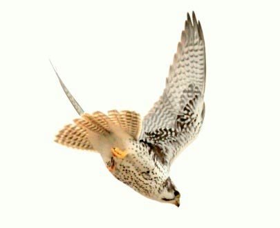 Wind Energy & Avian Species