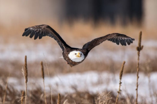 Wind Energy & Avian Species