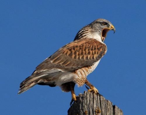 Wind Energy & Avian Species